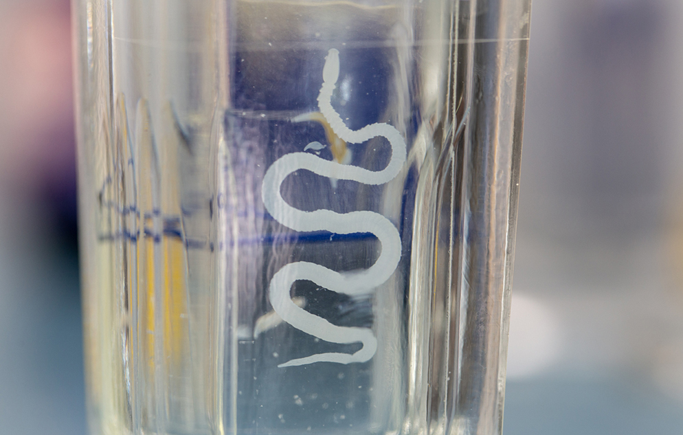 ISPH Investigators Hongbin Zhang and Elizabeth Kelvin awarded NIH R03 ...